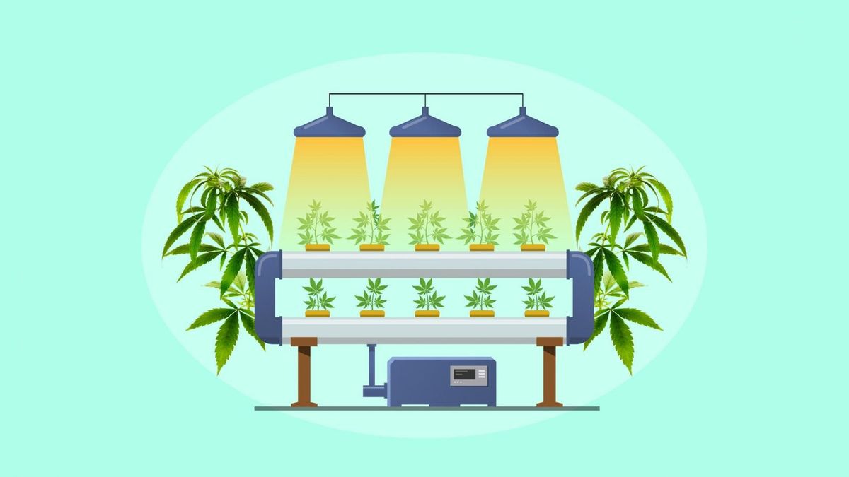 Hydroponic Weed: Benefits & Systems | GrowerIQ