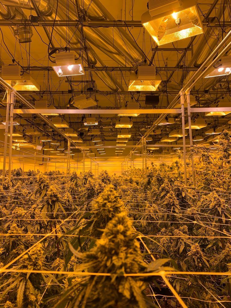 Cannabis Seedling Humidity: Ideal Levels for Seedlings, Veg & Flowering ...