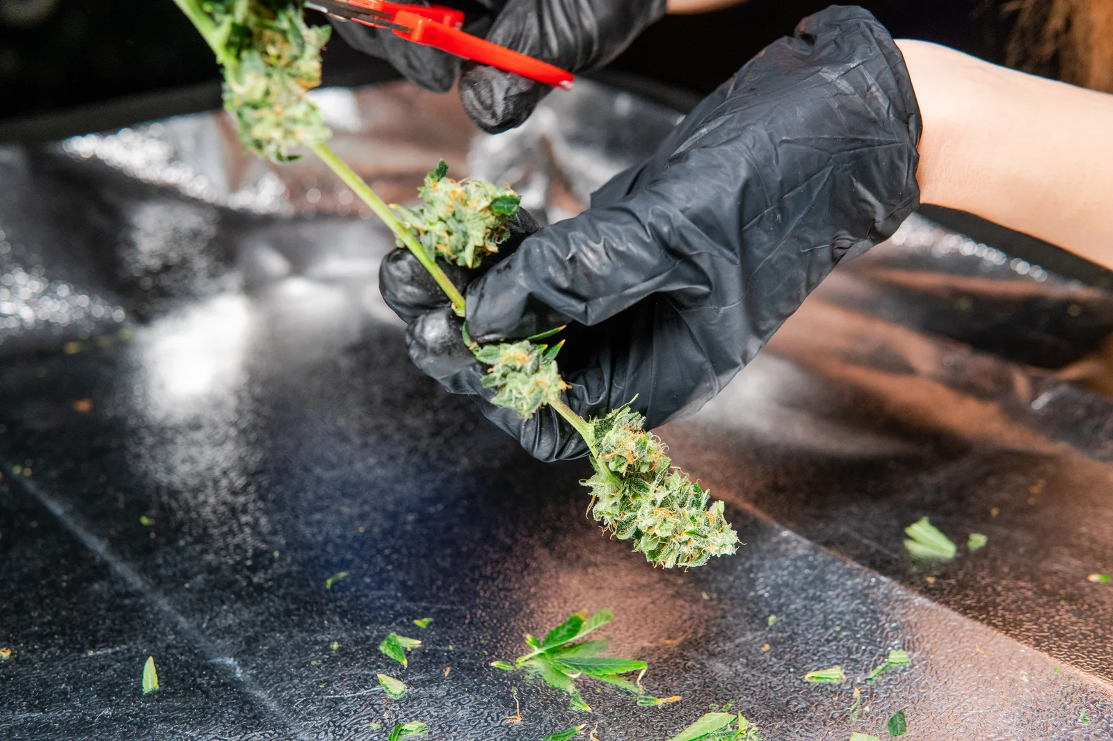 Cannabis Personal Grow License | GrowerIQ