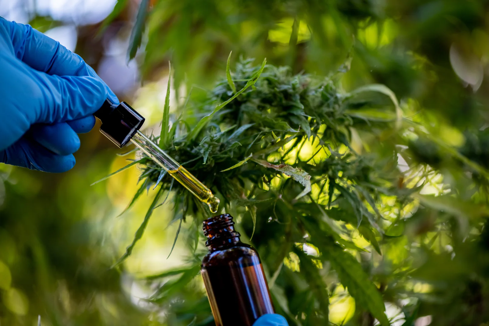 Cannabis Extract Guide | GrowerIQ