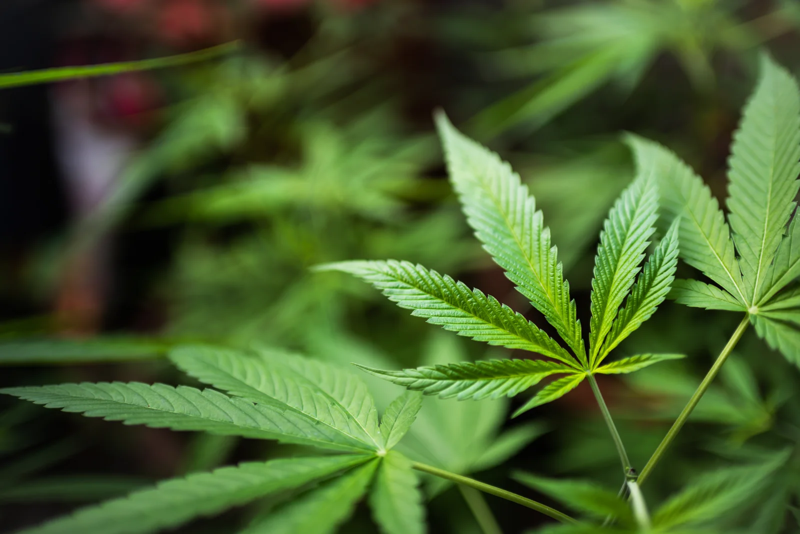 Best Nutrients for Growing Cannabis | GrowerIQ