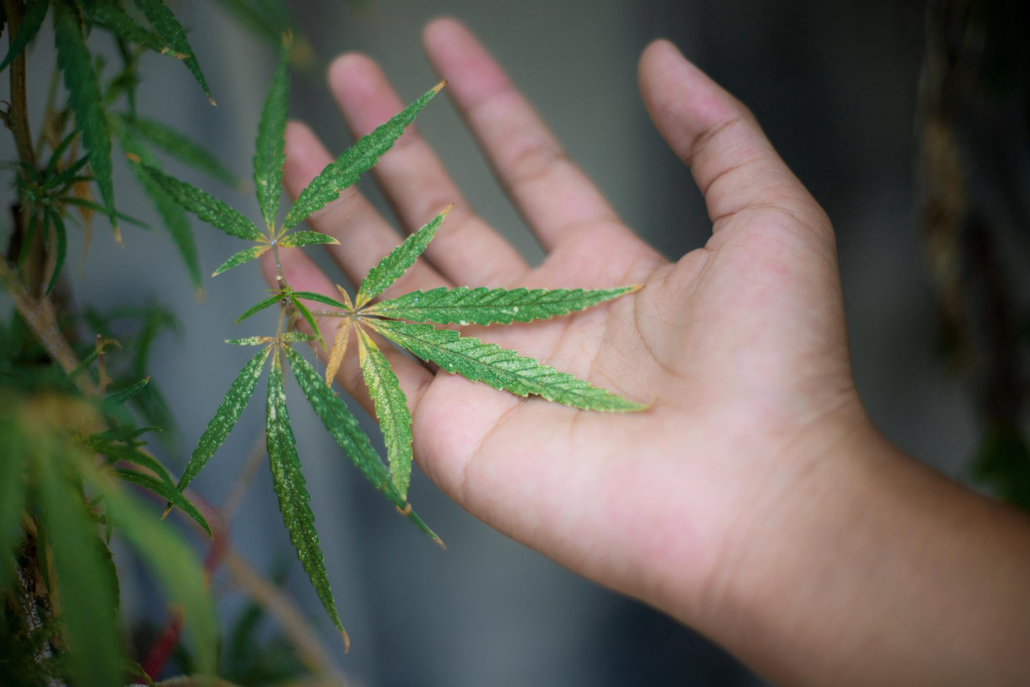 Cannabis Calcium Deficiency | GrowerIQ